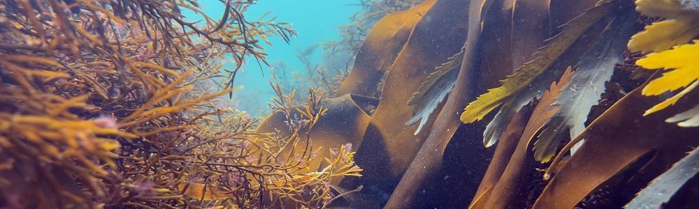 KelpIT – Better knowledge about Swedish kelp forests | University of Gothenburg